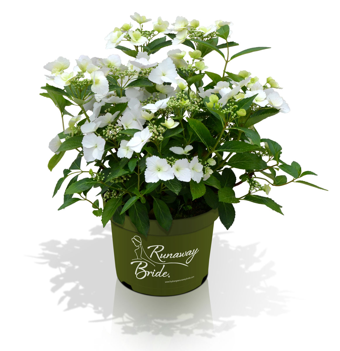 Hydrangea-Runaway-Bride_C35_zjPjpg.jpg (1163×1200)